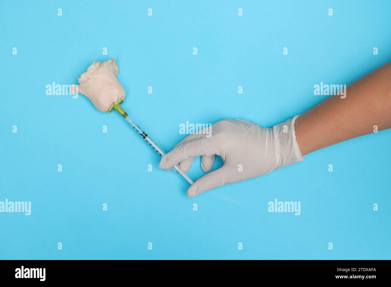Doctor making injection to rose on light blue background, top view ...
