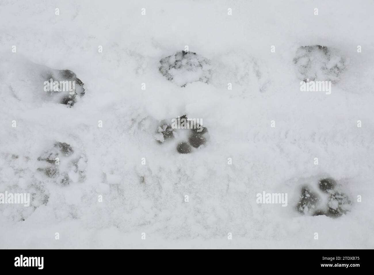 Animal trails hi-res stock photography and images - Alamy