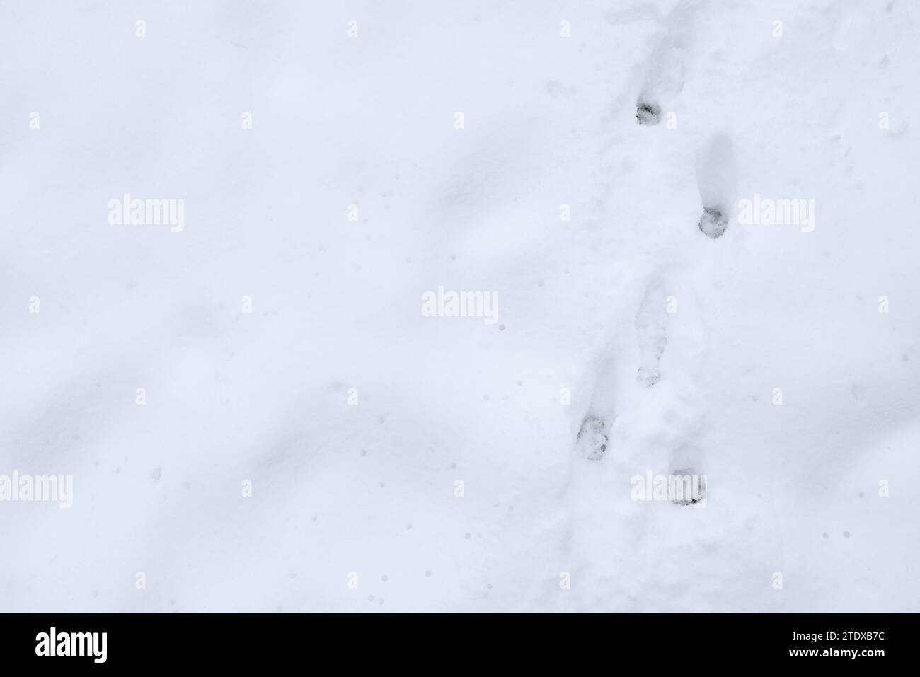 Human trails on snow outdoors, top view. Space for text Stock Photo - Alamy