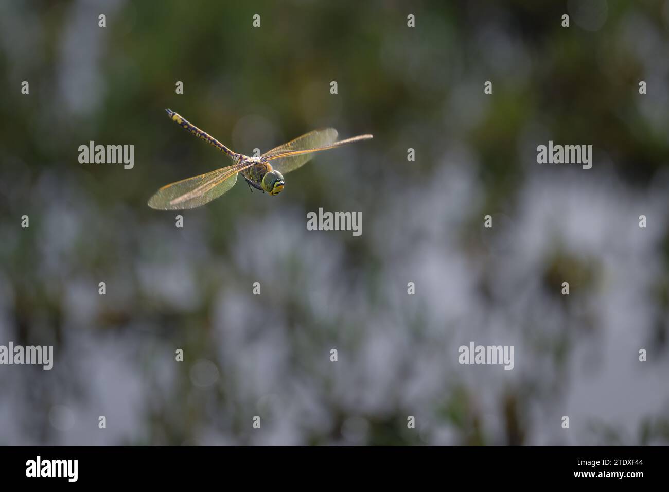 An Australian Emperor dragonfly in flight hunting over a reedy lagoon ...