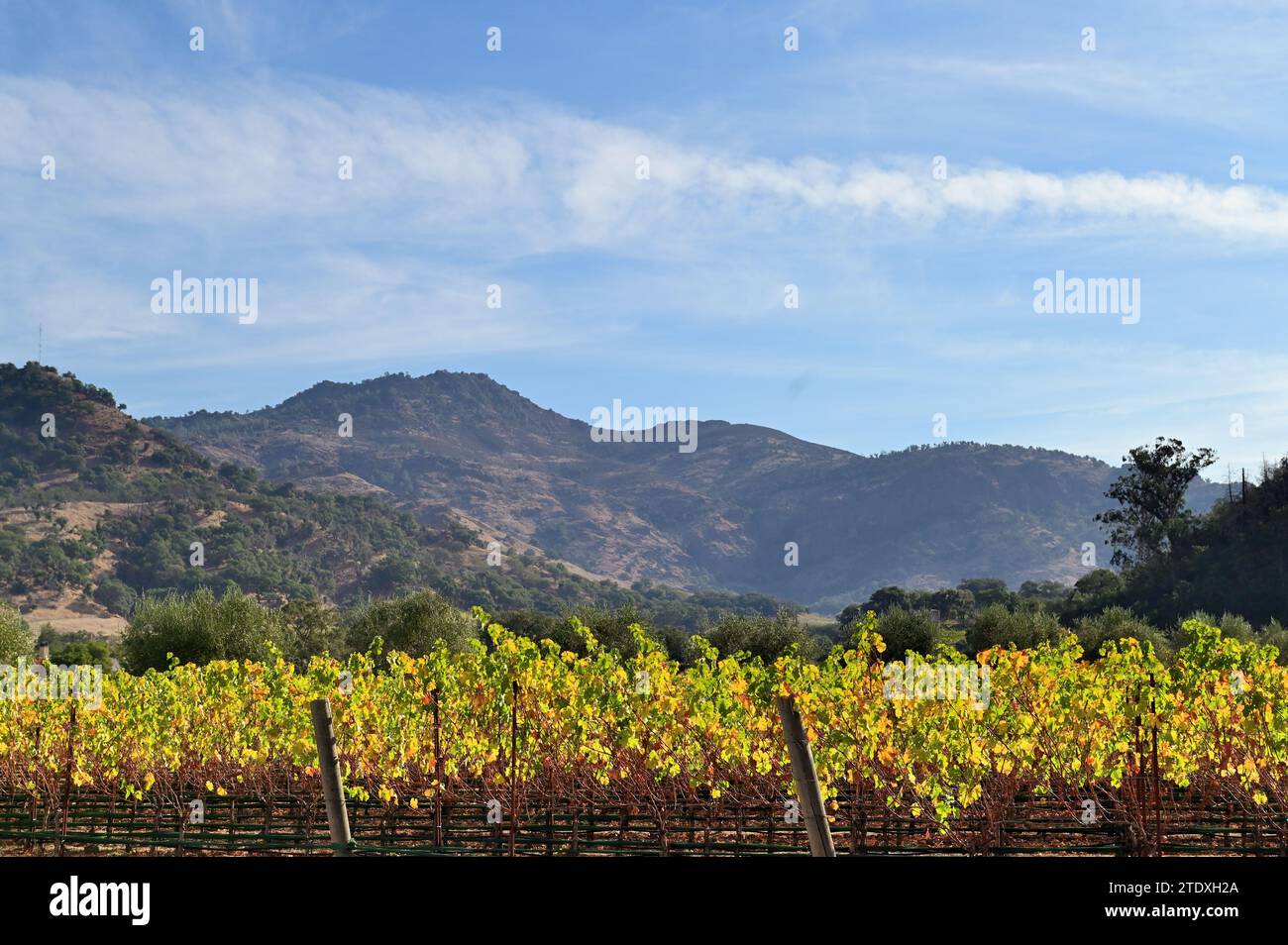 St. Helena, California, USA. Vines revealing the tint of autumn fill ...