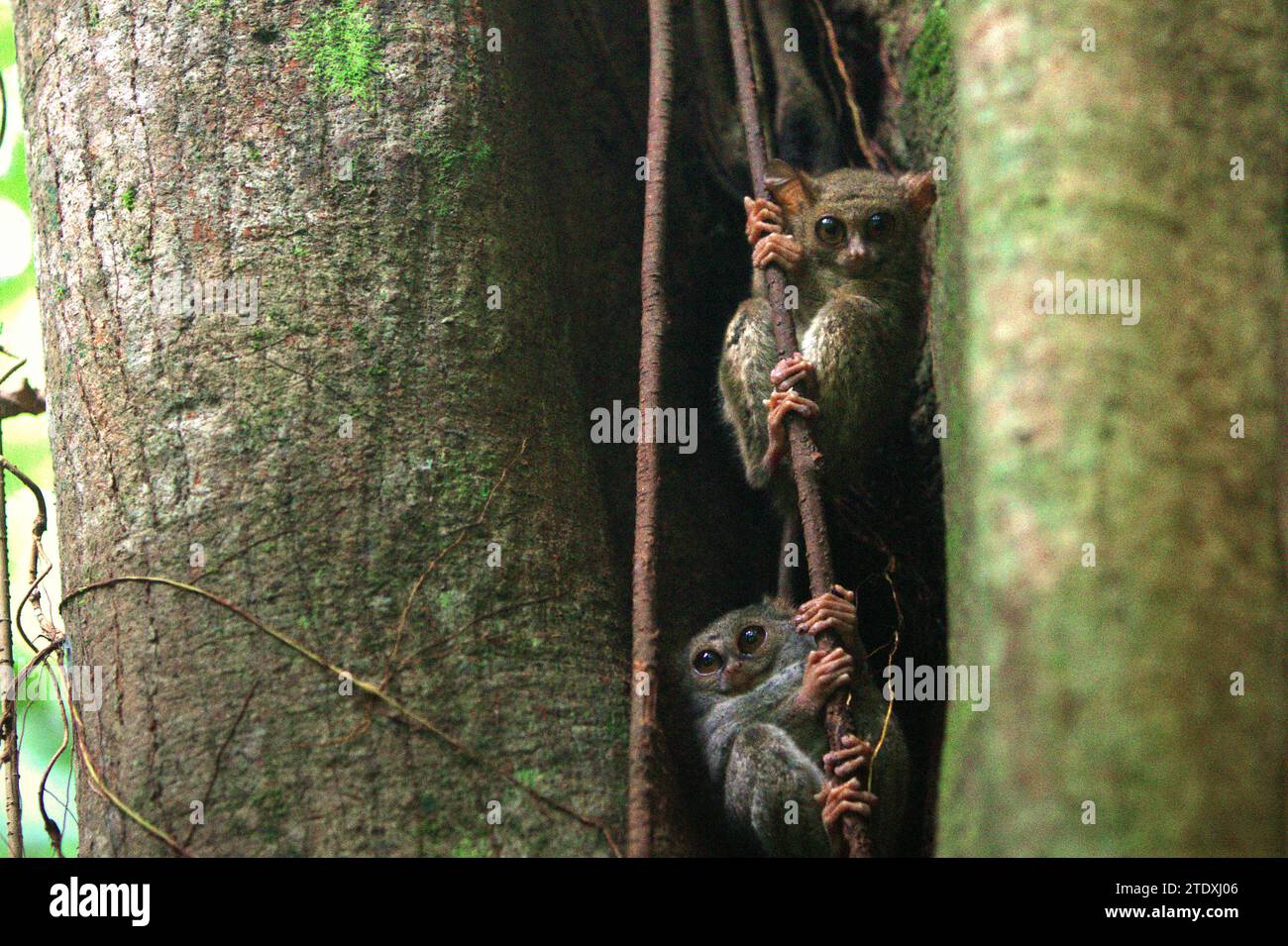 Gursky spectral tarsier hi-res stock photography and images - Alamy