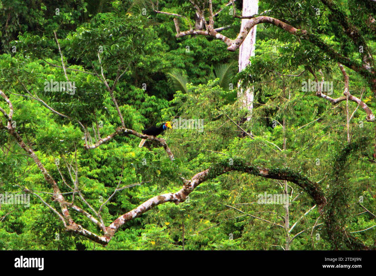 A knobbed hornbill (Rhyticeros cassidix) perches on a tree-branch, in a ...