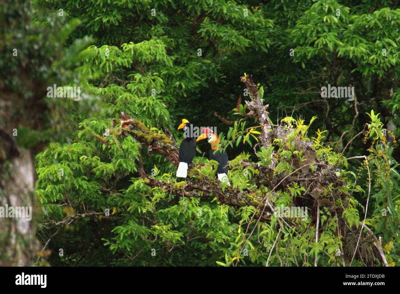 Hornbill physiology hi-res stock photography and images - Alamy
