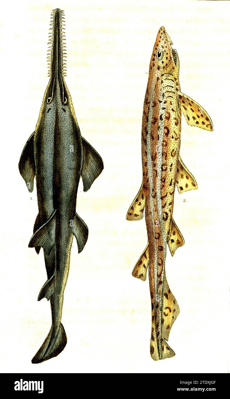 Illustration of a largetooth sawfish (Squalus pristis, now Pristis ...