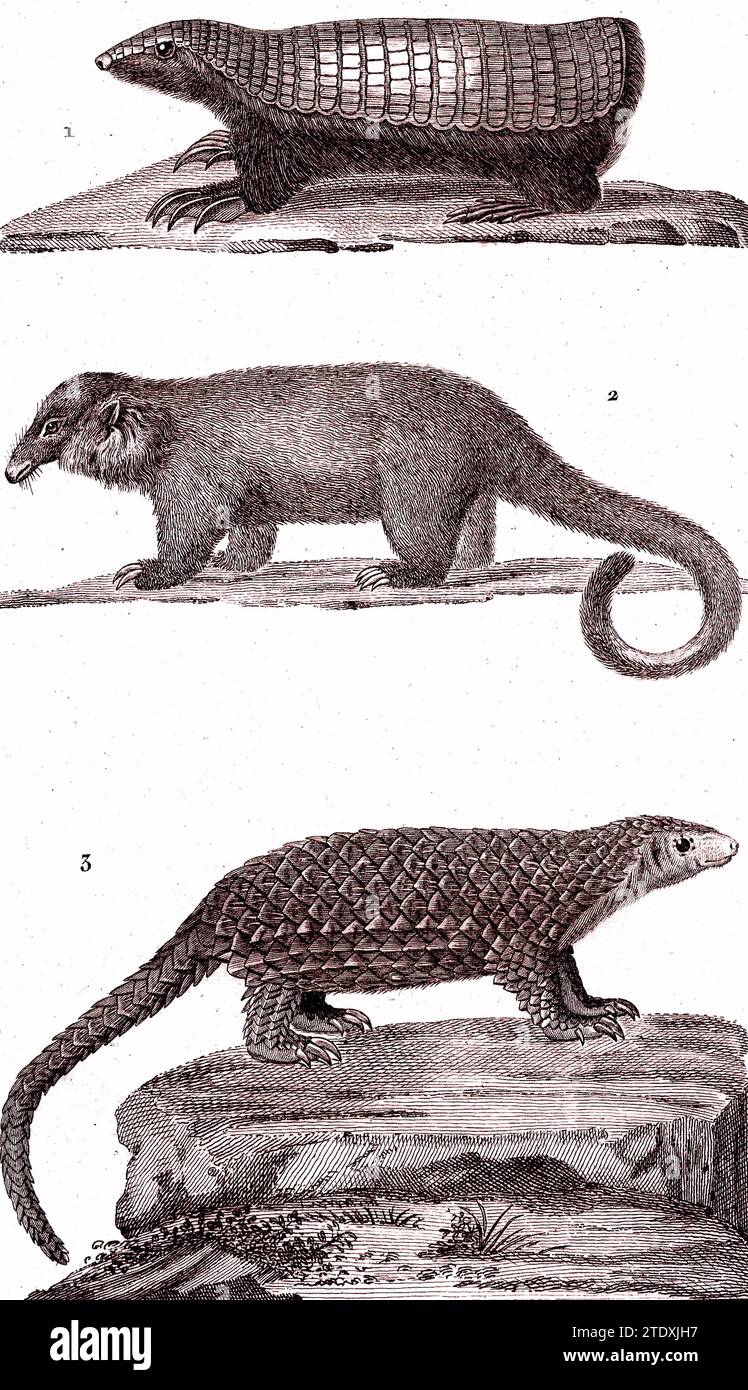 Illustration of three toothless mammals. From top to bottom are a pink ...