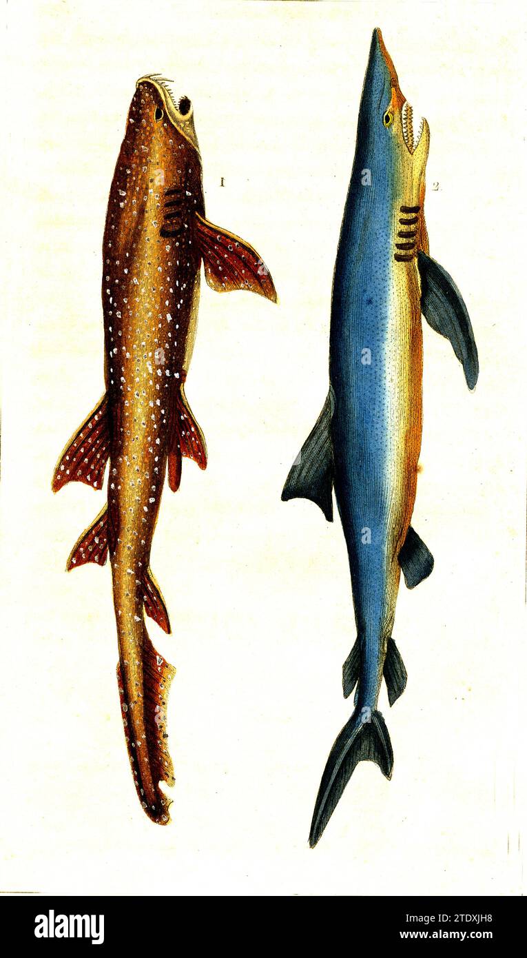 Illustration of a nurse shark (Squalus punctulatus, now Ginglymostoma ...