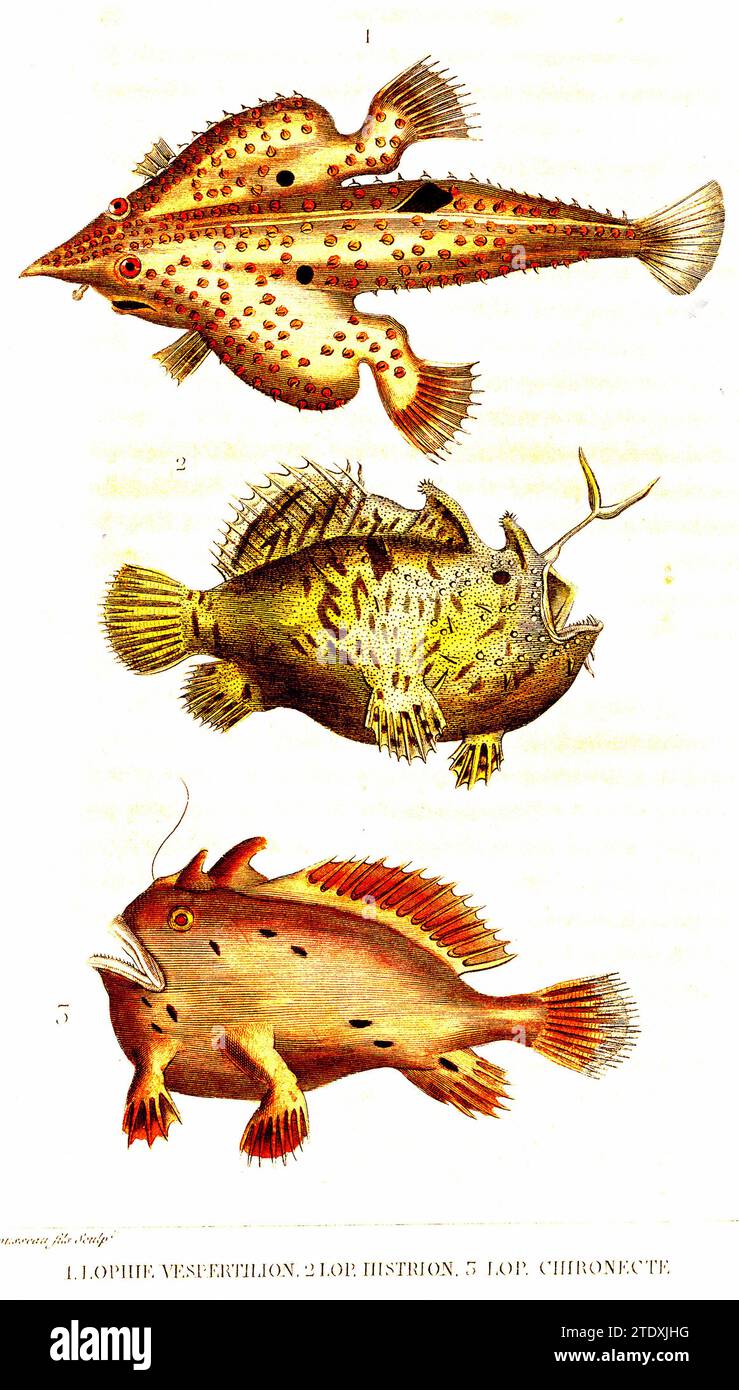 Illustration of a Brazilian batfish (Lophie vespertilion, now ...