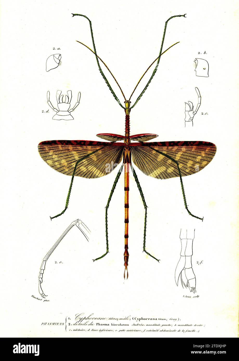Illustration of titan stick insect (Cyphocrana titan, now Acrophylla ...