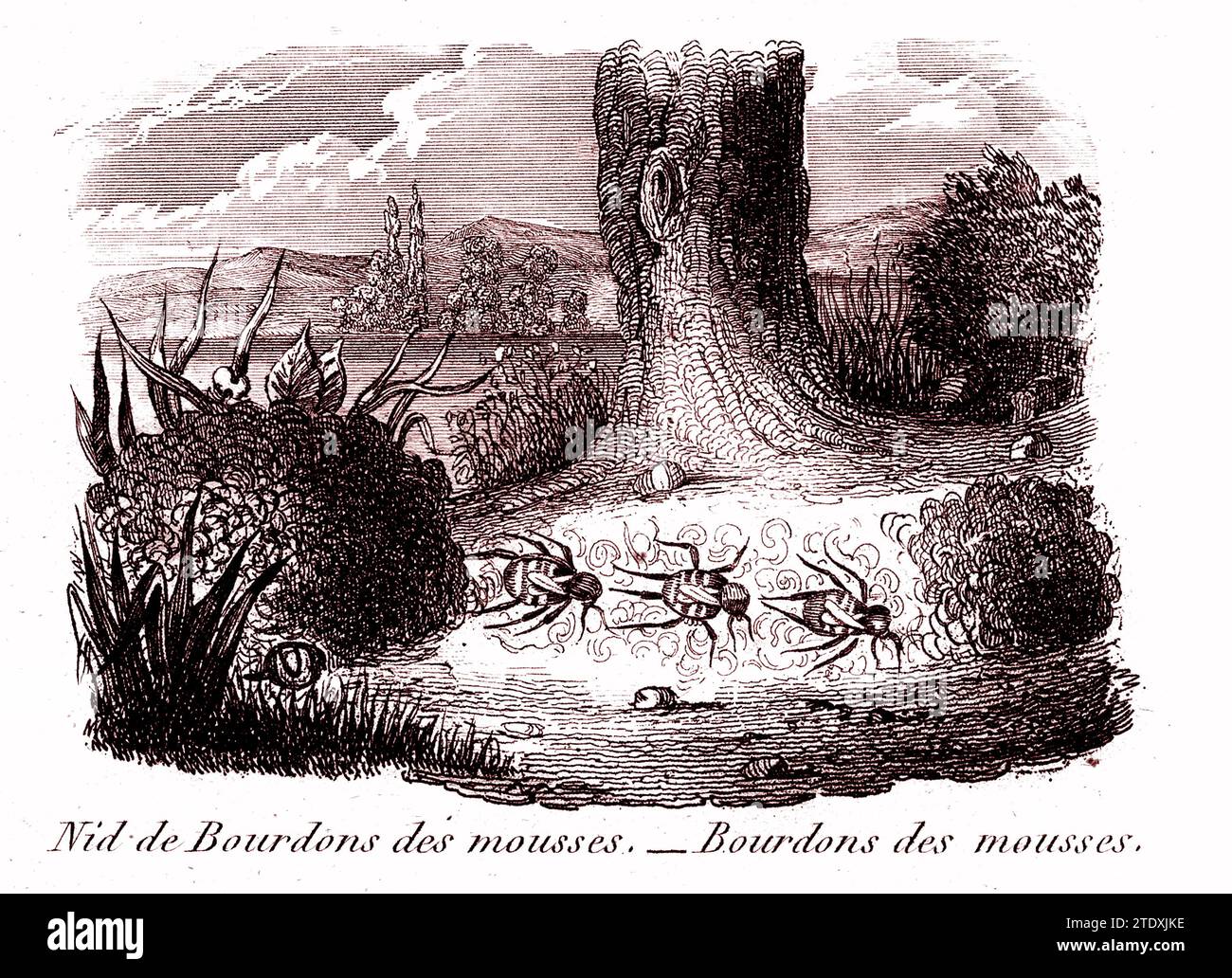 Illustration of moss carder bees (Bombus muscorum) and their nest from ...