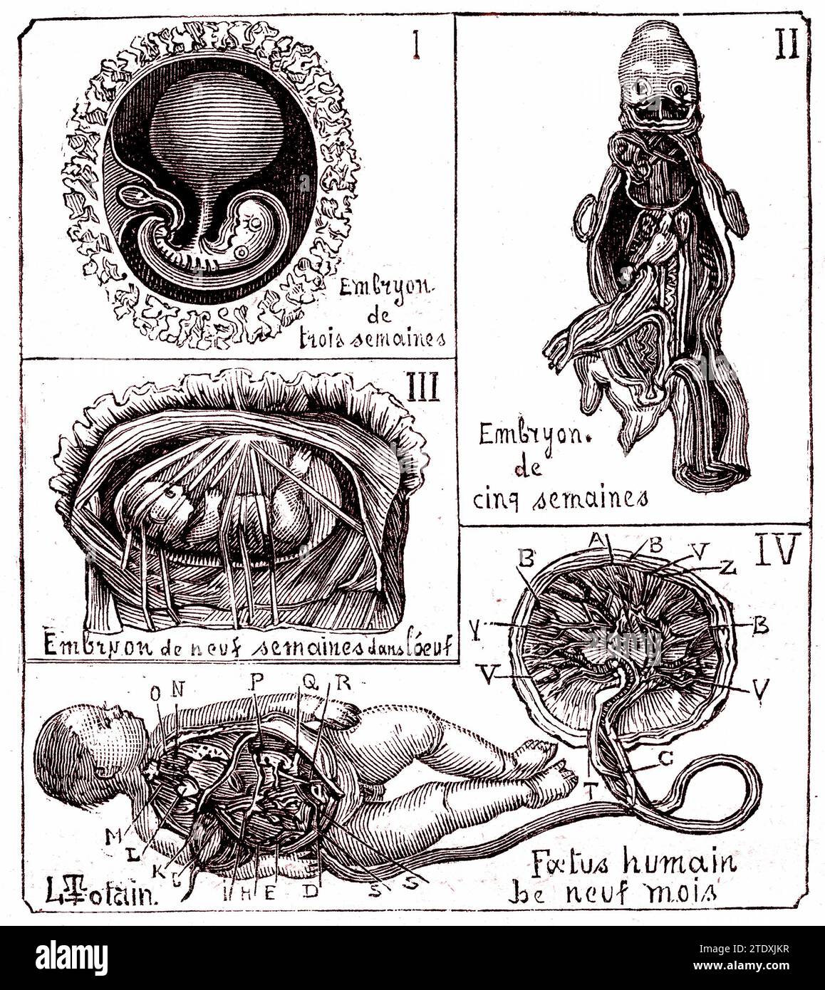Illustration of various stage of embryonic development and the organs ...