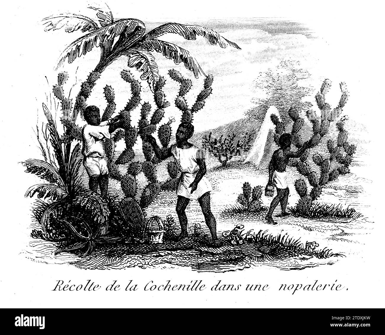 Illustration of workers harvesting cochineal scale insects (Dactylopius ...