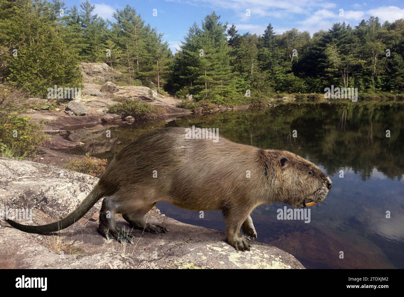 Illustration of a giant beaver (Castoroides ohioensis). This is an ...