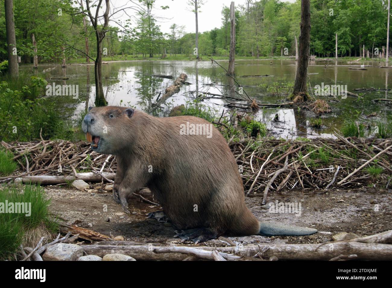 Illustration of a giant beaver (Castoroides ohioensis). This is an ...