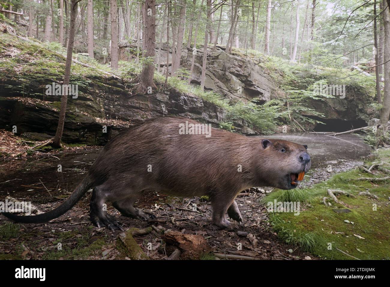 Illustration of a giant beaver (Castoroides ohioensis). This is an ...