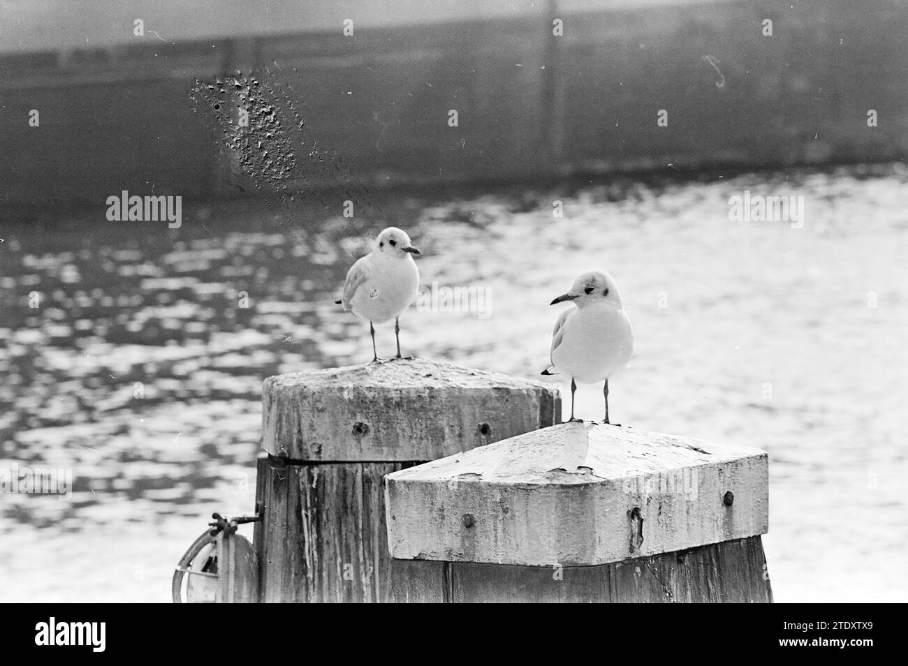 Seagulls on mooring post, Birds, 12-09-1963, Whizgle News from the Past ...