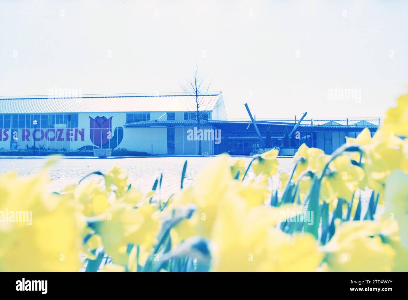 Frans roozen hi-res stock photography and images - Alamy