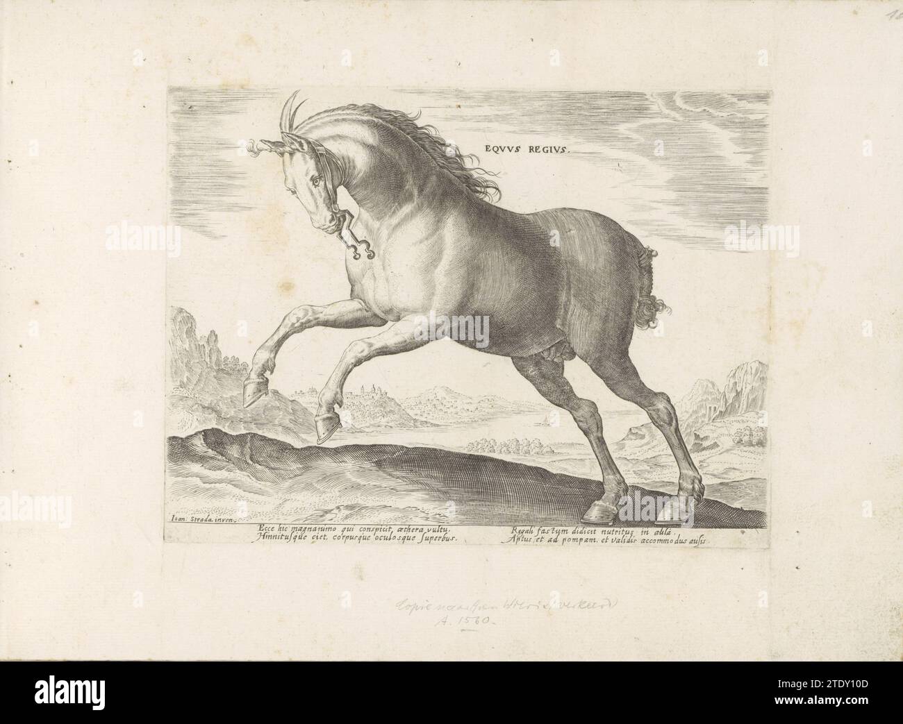 Horse of the breed equus regius the royal hi-res stock photography and ...