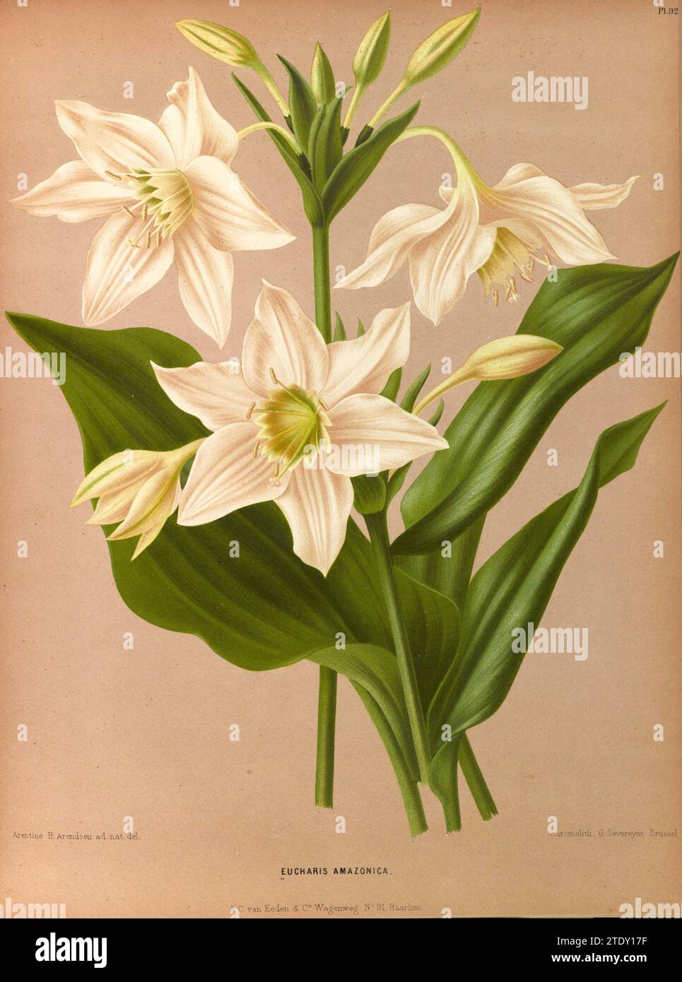 Arentina Hendrica Arendsen - Eucharis amazonica - 1872 Stock Photo - Alamy