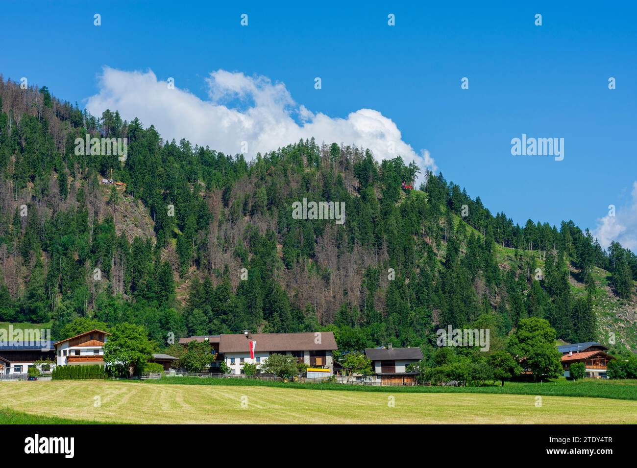 Freienfeld (Campo di Trens): dead pine trees in forest in Wipptal ...