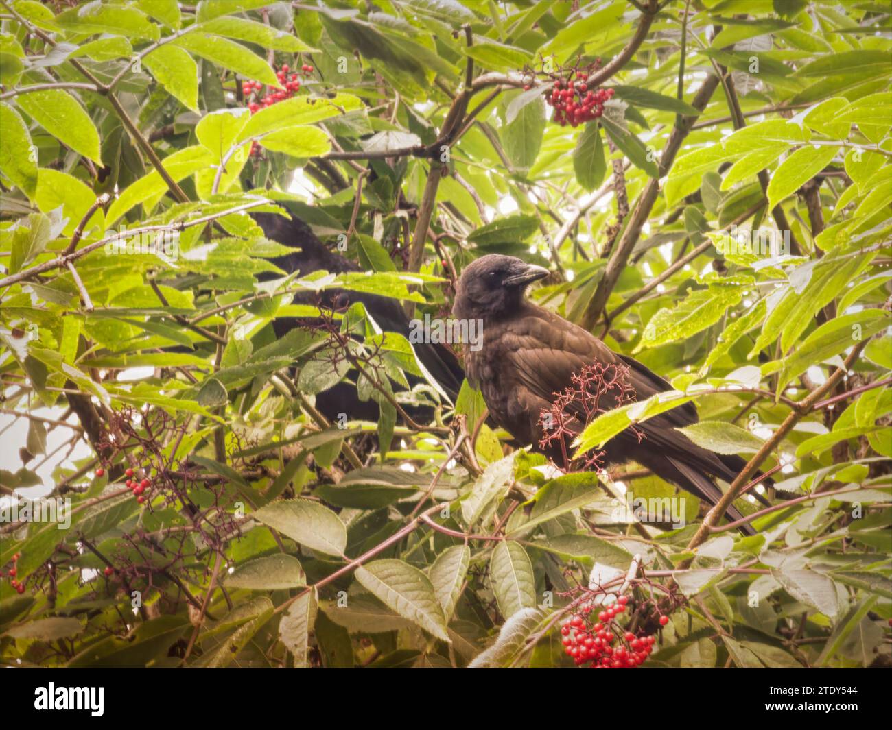 Raven with berries hi-res stock photography and images - Alamy