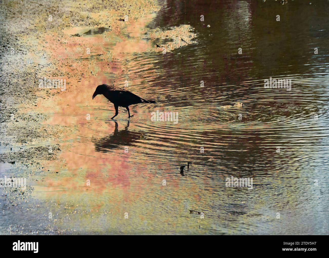 Sad crow hi-res stock photography and images - Alamy