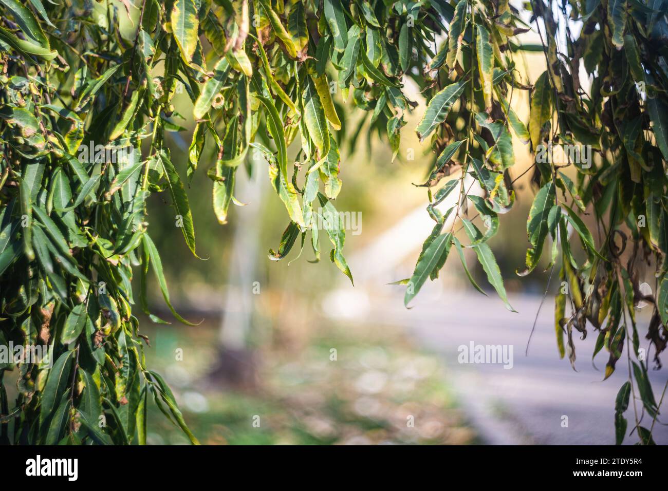 Fresh background closeup plant greenery natural light Stock Photo - Alamy