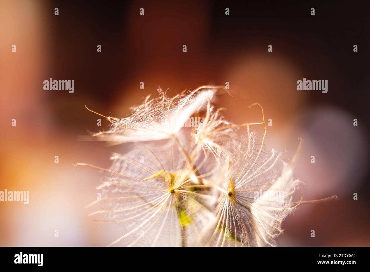 Abstract background screensaver closeup of dandelion flower and its ...