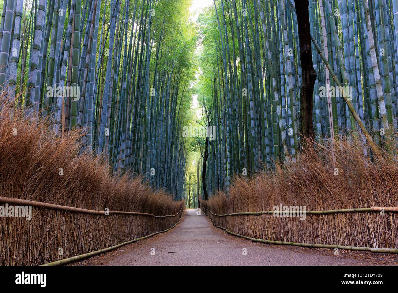 Arashiyama bamboo groove forest near Kyoto, Japan Stock Photo - Alamy