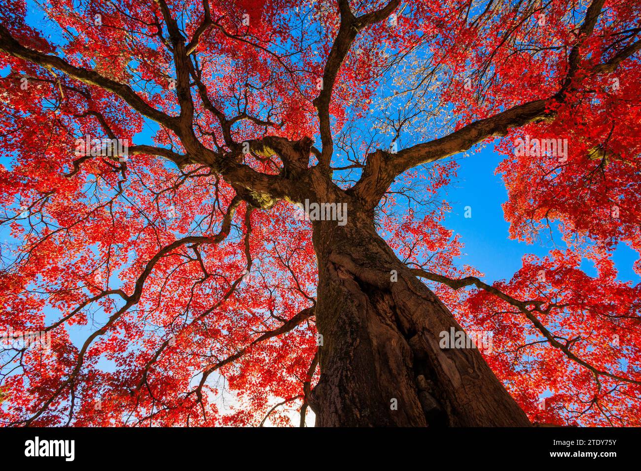 Maple tree vibrant red fall color in Kyoto Stock Photo - Alamy