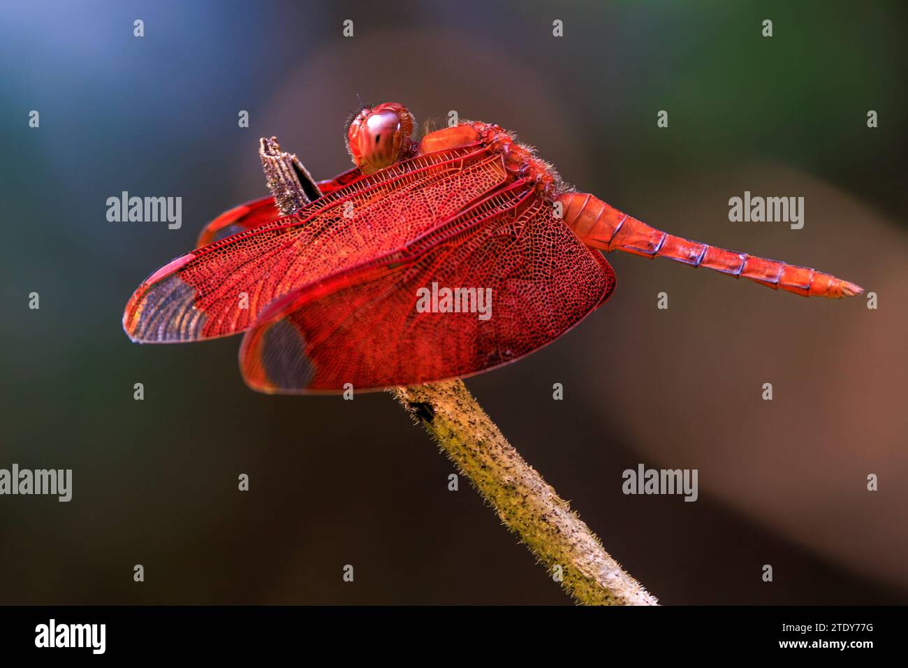 Closeup of a red dragonfly Neurothemis fulvia standing on a dry stem ...