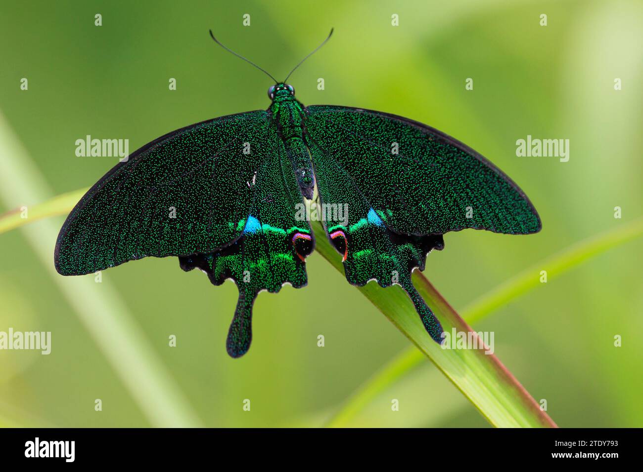 Paris peacock butterfly hi-res stock photography and images - Alamy