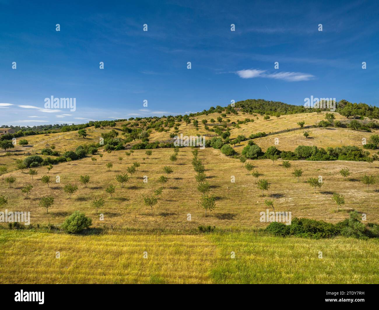Arbre de verger de majorque hi-res stock photography and images - Alamy