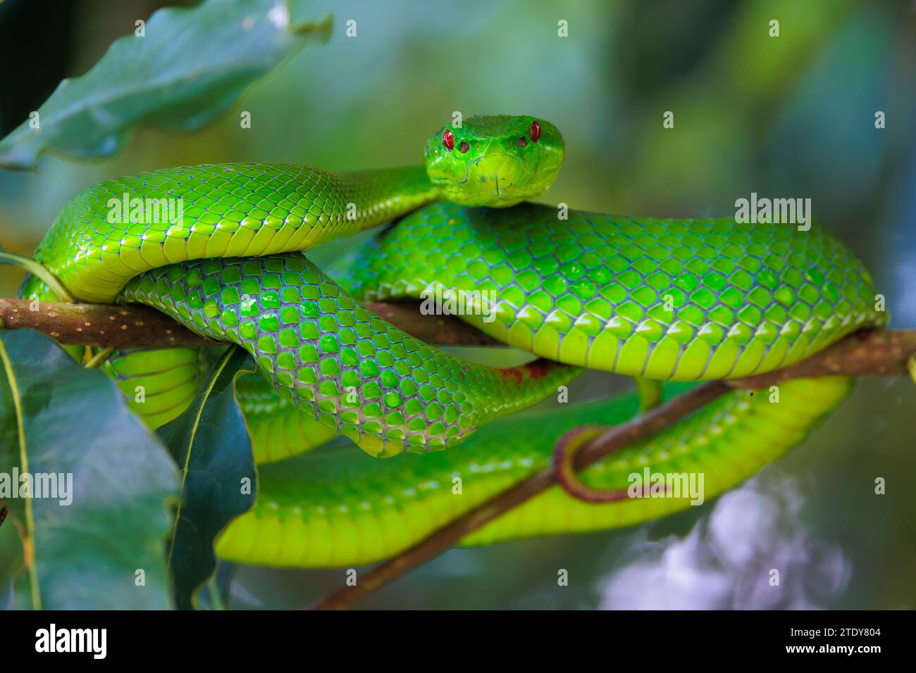 Pit viper thailand hi-res stock photography and images - Alamy