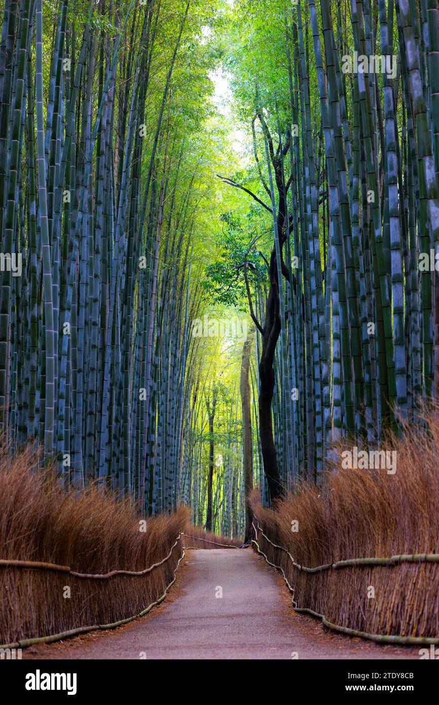 Arashiyama bamboo groove forest near Kyoto, Japan Stock Photo - Alamy