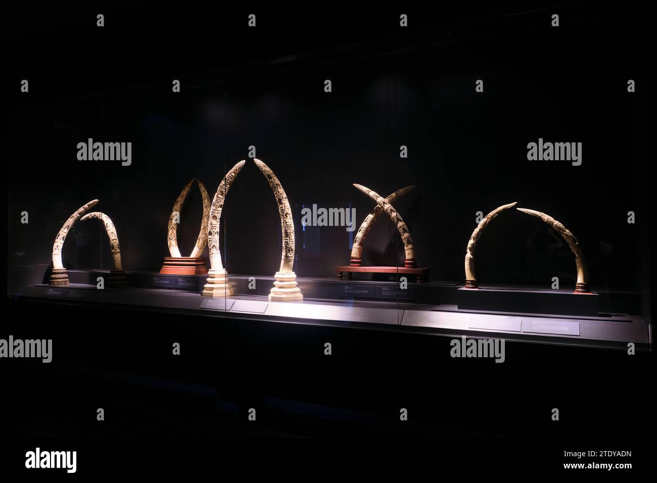 Elephant tusks museum hi-res stock photography and images - Alamy