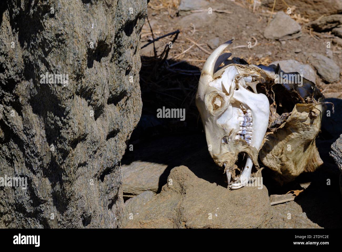 Skull of a dead goat on Tinos Island in Greece Stock Photo - Alamy