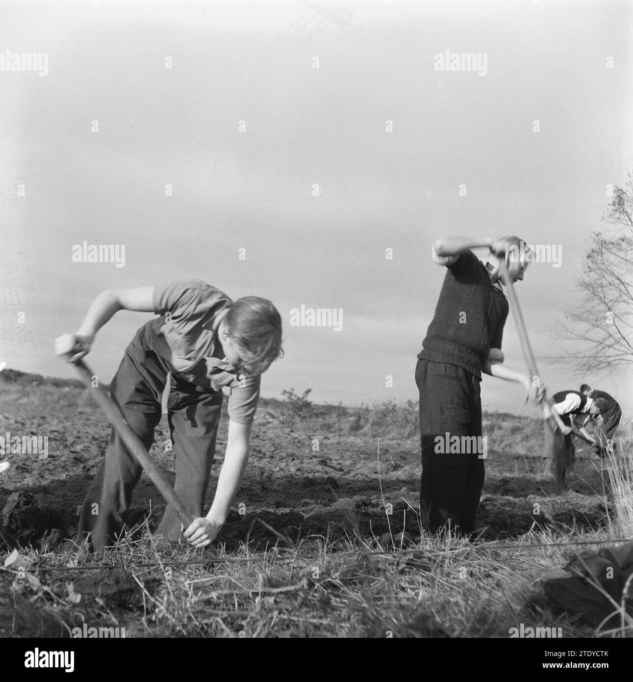Boys working in a field, digging up dirt ca. October 1945 Stock Photo ...