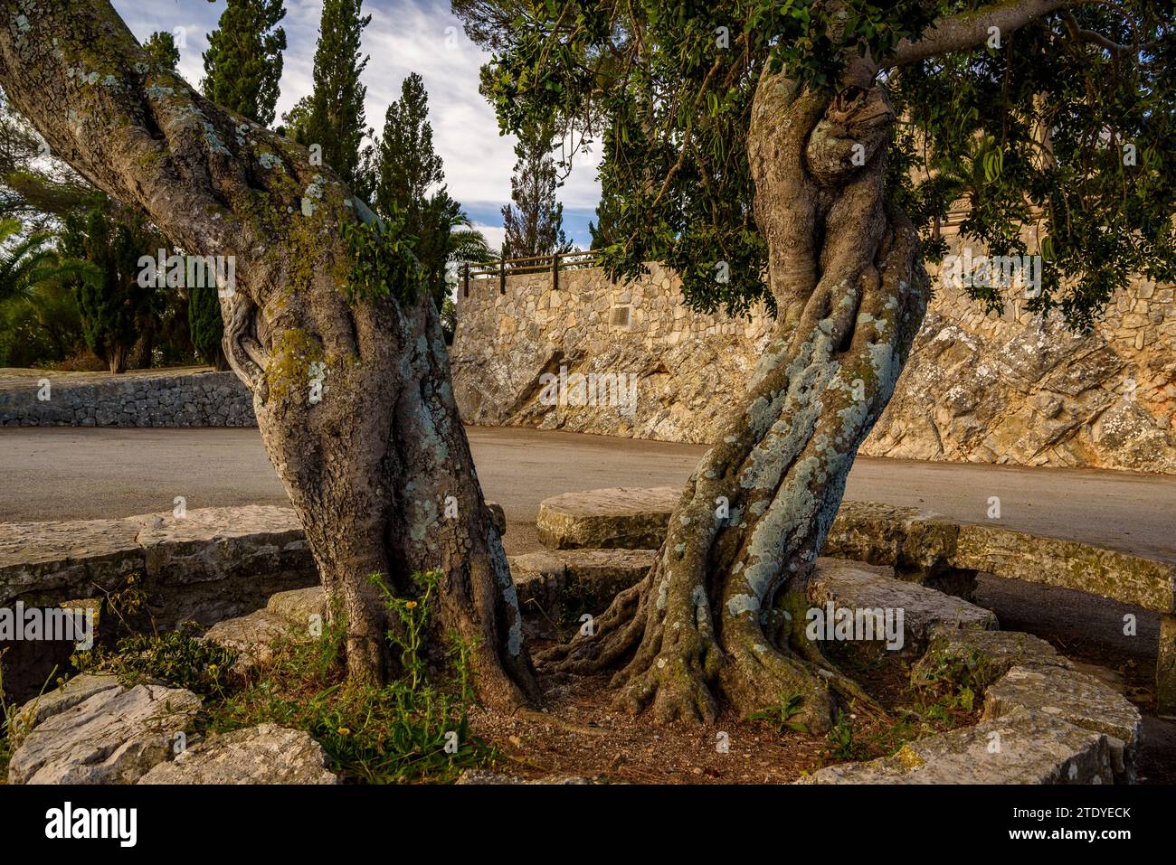 An olive tree in front of the sanctuary of Bonany (Majorca, Balearic ...