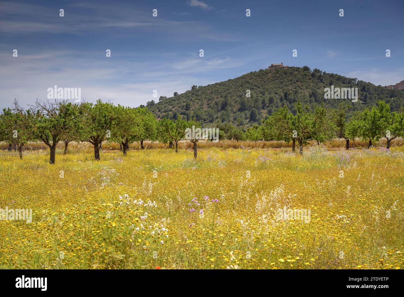 Arbre de verger de majorque hi-res stock photography and images - Alamy