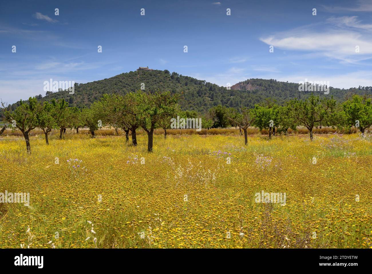 Cereal fields and rural farms with crops near Porreres (Mallorca ...