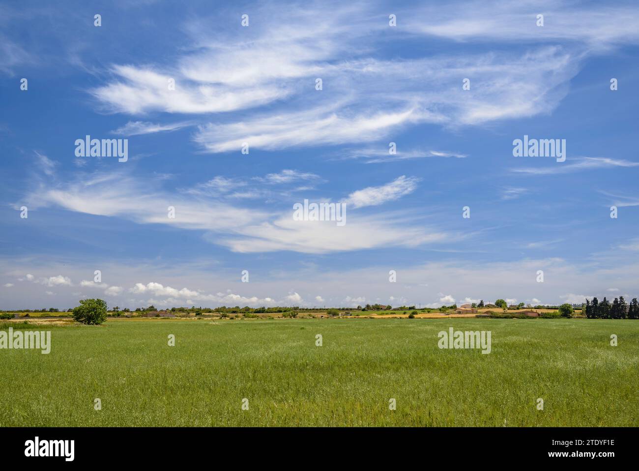 Cereal fields and rural farms with crops near Porreres (Mallorca ...