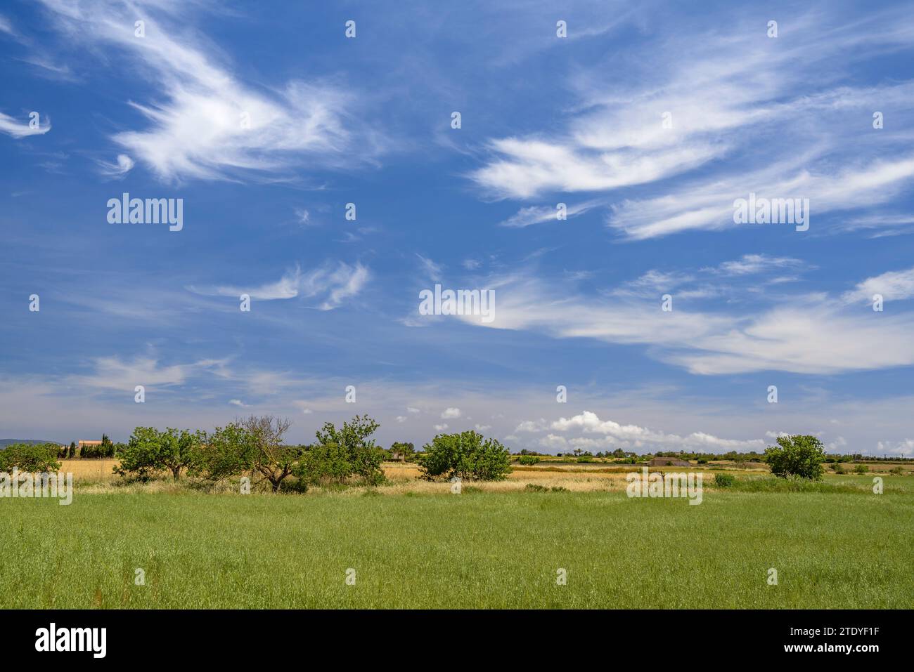Arbre de verger de majorque hi-res stock photography and images - Alamy