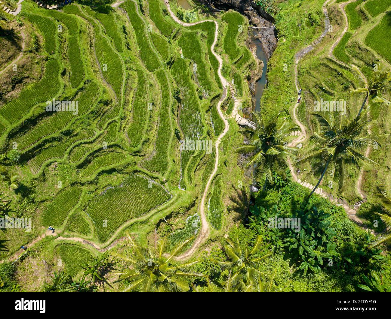Rice terrace aerial hi-res stock photography and images - Alamy