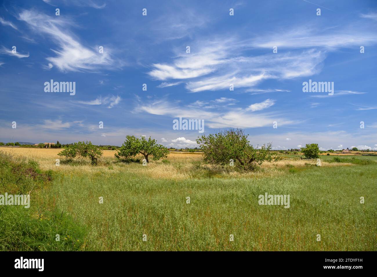 Arbre de verger de majorque hi-res stock photography and images - Alamy