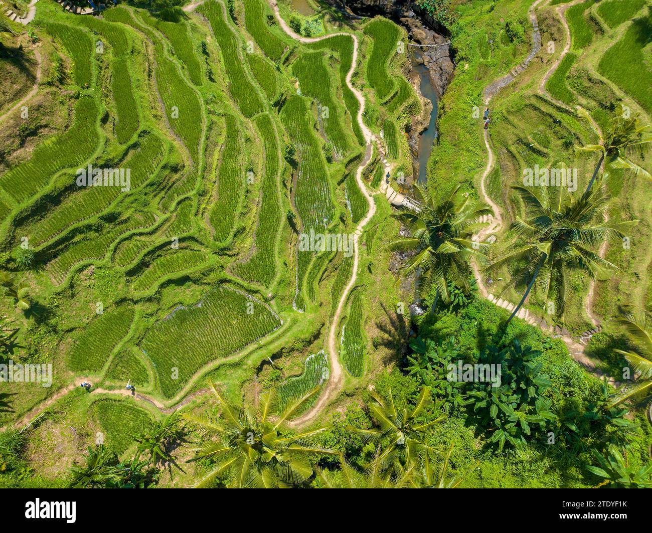 Rice terrace aerial hi-res stock photography and images - Alamy