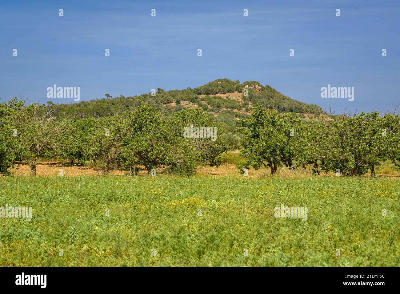 Arbre de verger de majorque hi-res stock photography and images - Alamy