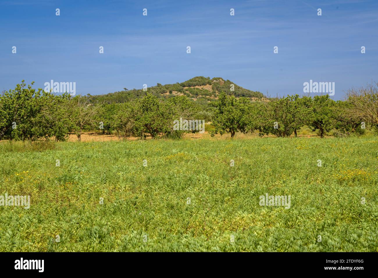 Arbre de verger de majorque hi-res stock photography and images - Alamy