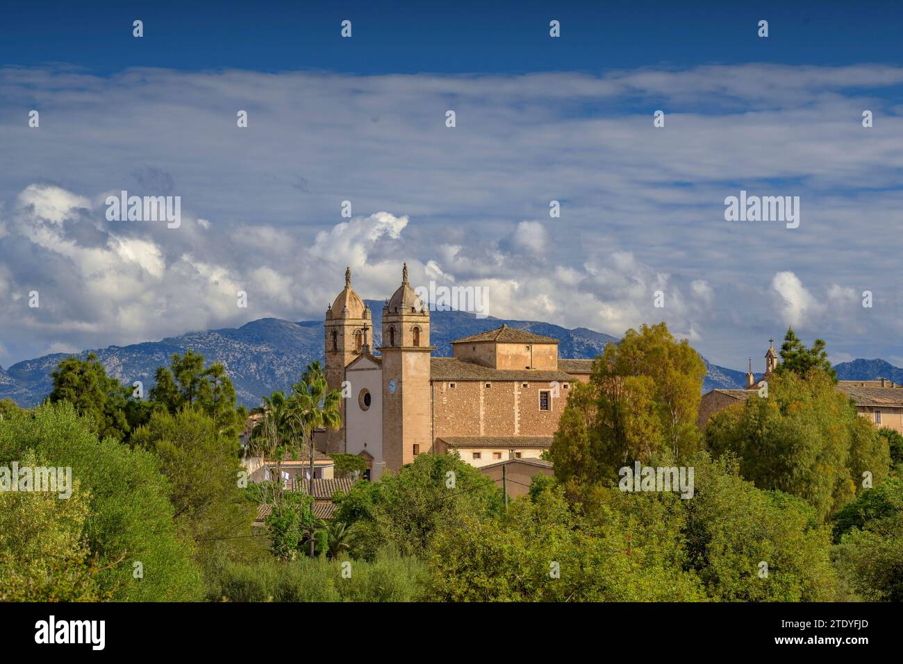 árbol de piña hi-res stock photography and images - Alamy