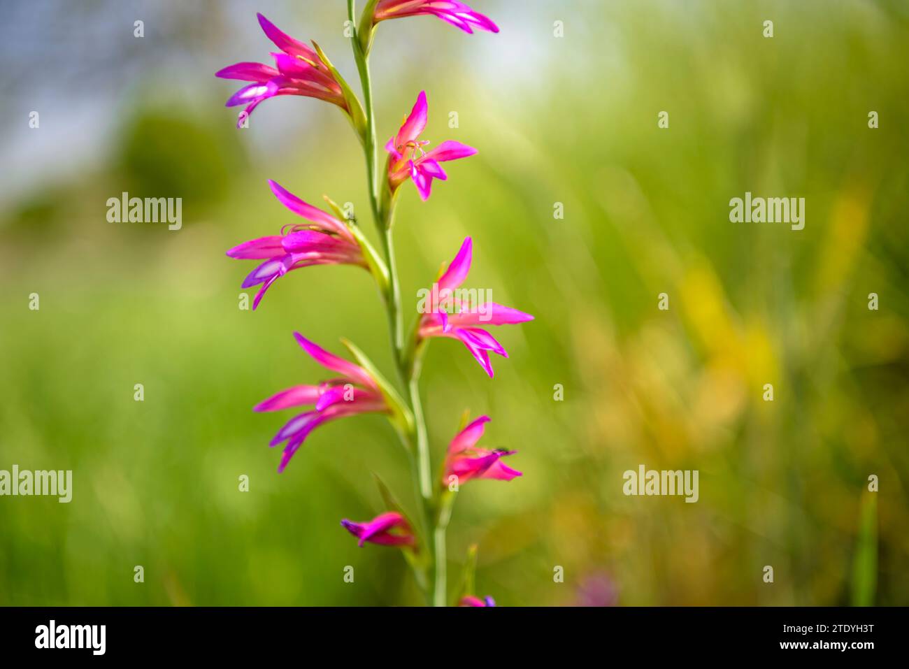 Gladiol silvestre hi-res stock photography and images - Alamy